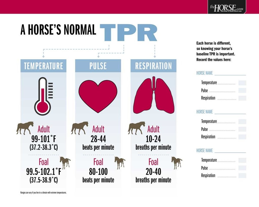 Lab 4 Castration Final 1